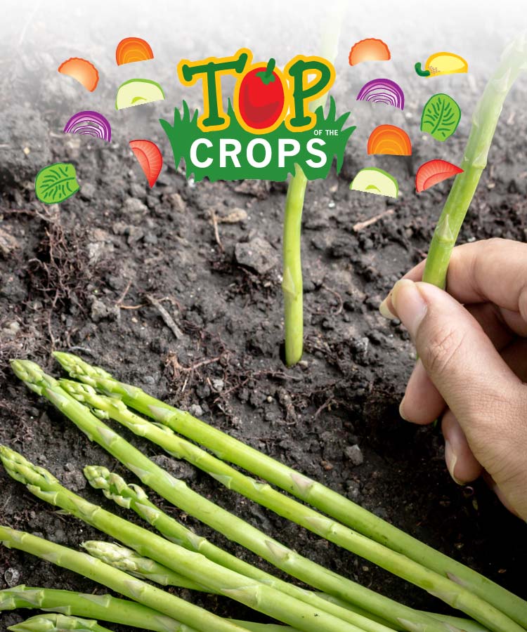 Top Of The Crops - Asparagus Growing Guide | First Tunnels